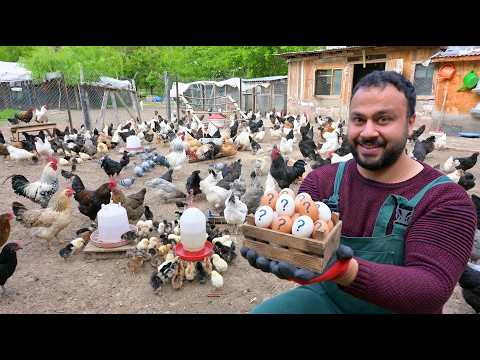 Beklenen Cins Tavuk Yumurtaları Sonunda Geldi! 😍🥚| Bayram Heyecanıyla Civciv Taşıdık | Çiftlik