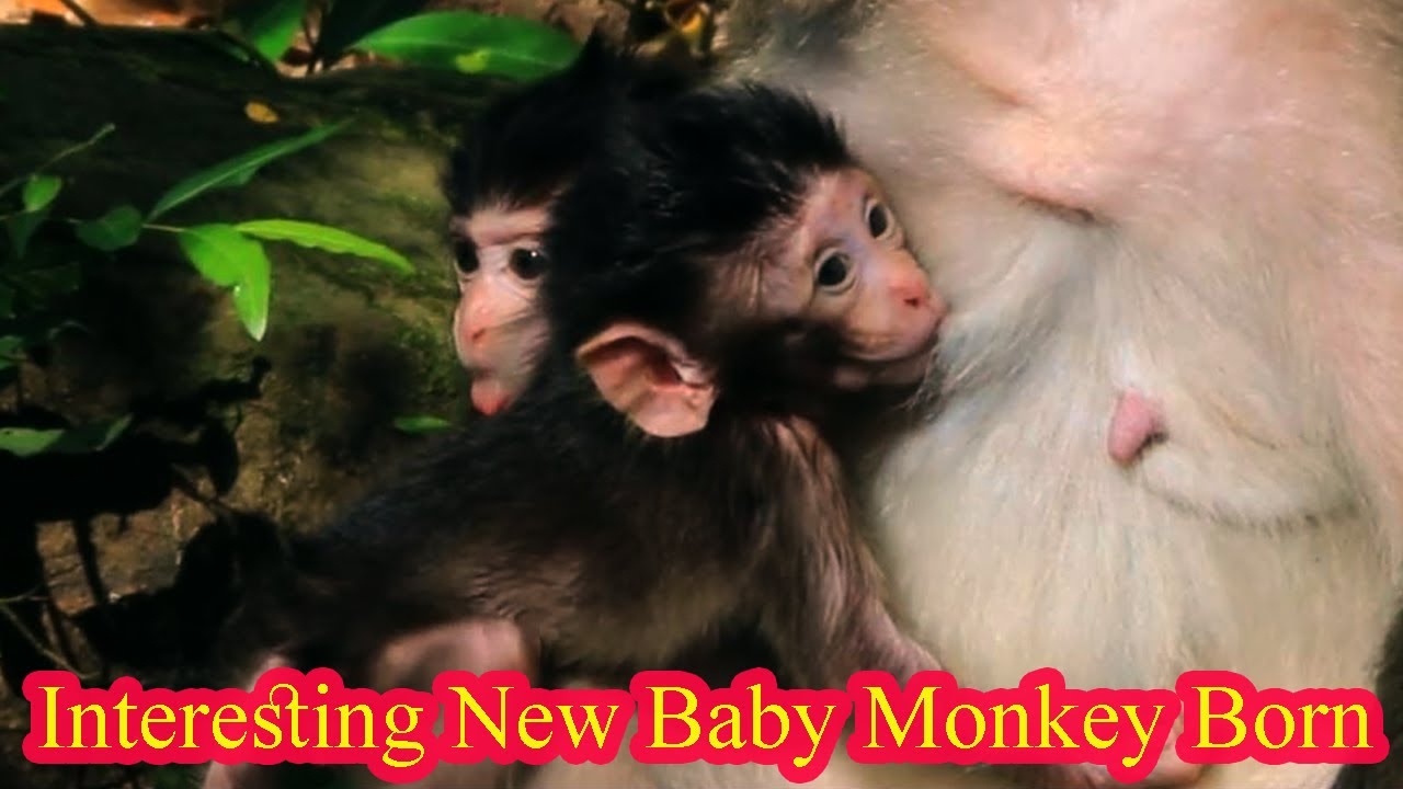 Interesting New Baby Monkey Born | Awesome love monkey life - YouTube