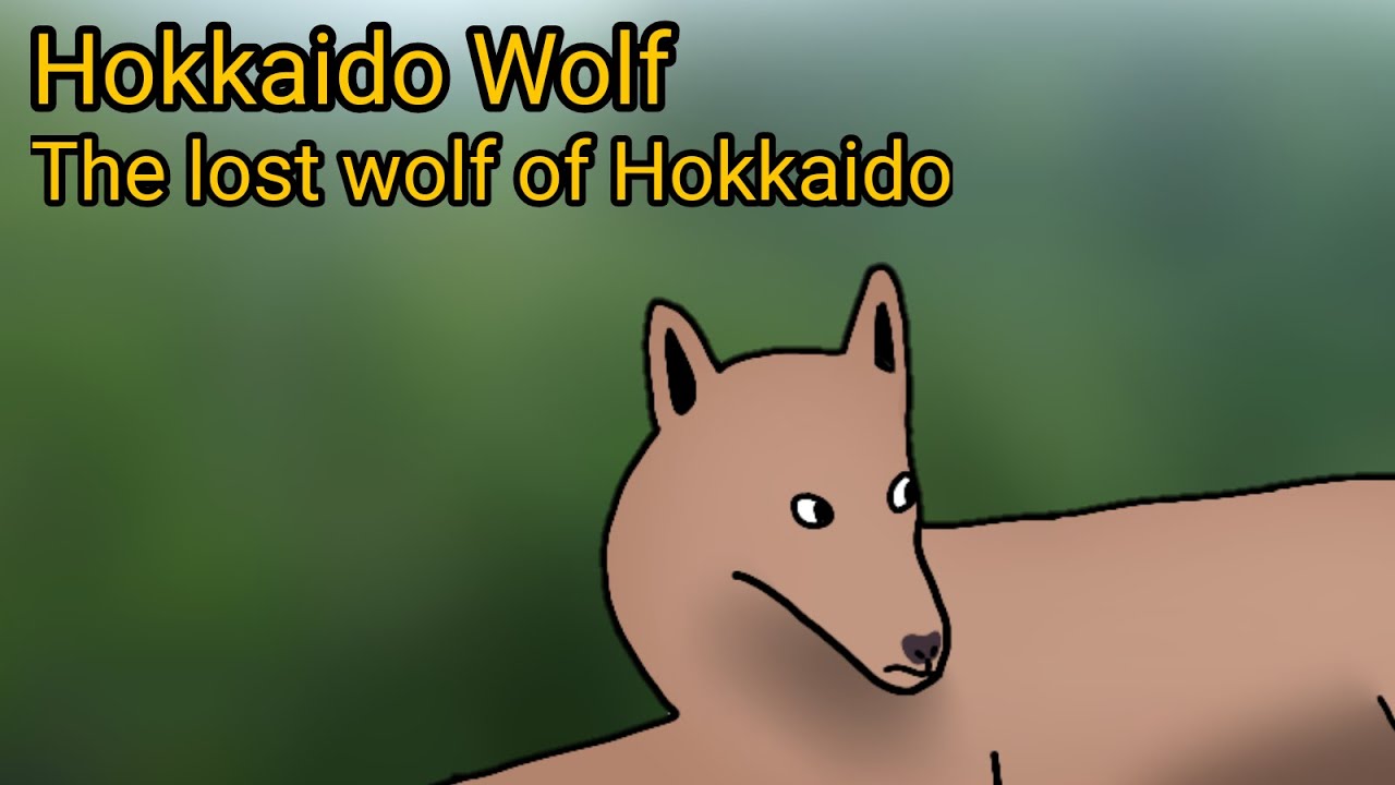 Hokkaido Wolf. The lost wolf of Hokkaido - YouTube