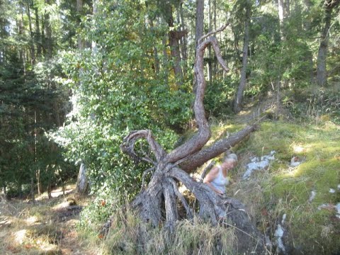 Gnarly Garry Oak tree on Salt Spring Island - YouTube