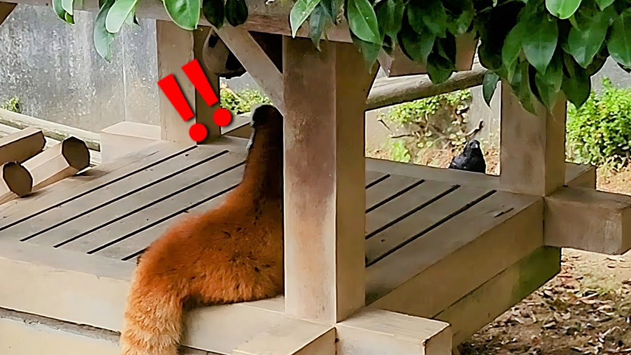 【侵入者が気になるレッサーパンダのレイファ、他・・・】～Nishiyama Zoo red pandas～ - YouTube