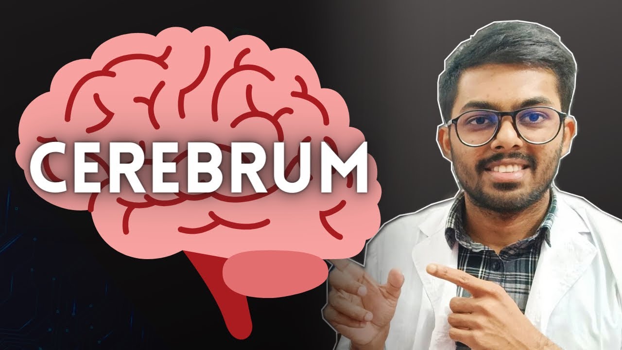 Cerebrum Anatomy Bangla | Head-Neck Card - YouTube