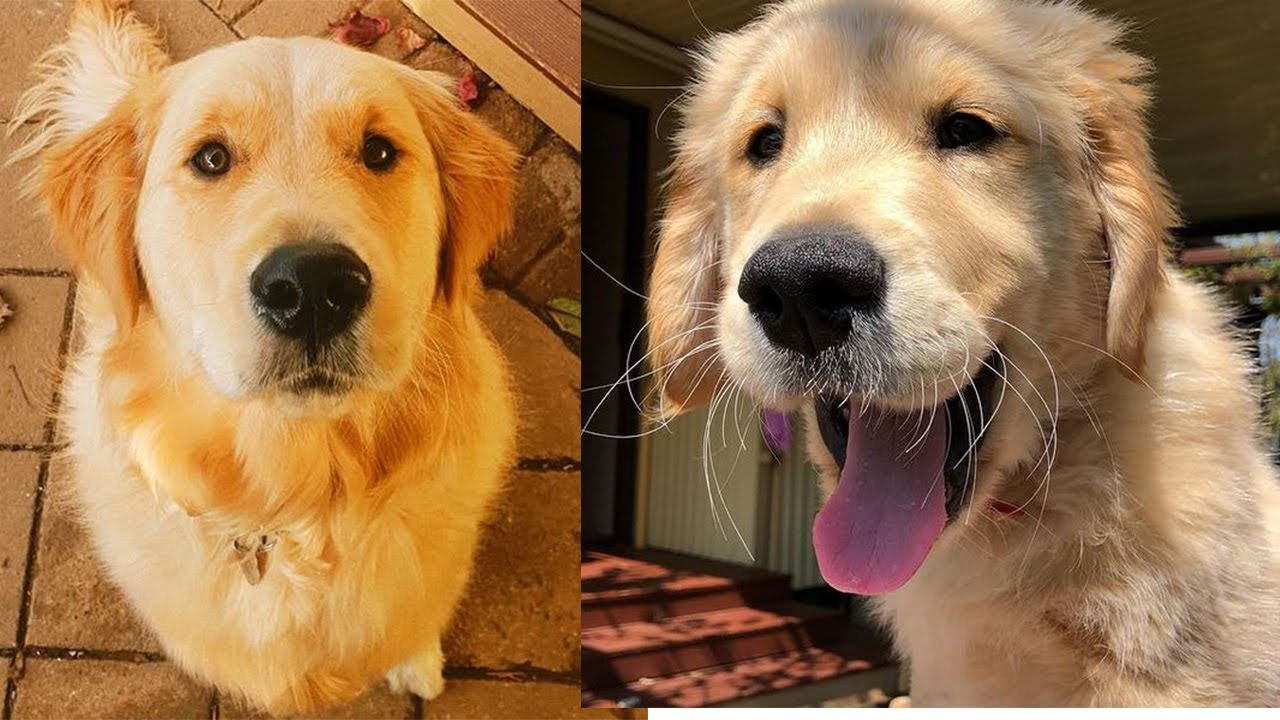 Cute Animal Videos Compilation | Cutest Moments of the Animals | Cute ...