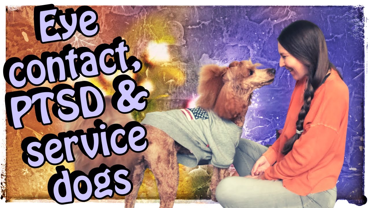 Eye contact with your dog | Bonding with your dog | PTSD & eye contact ...
