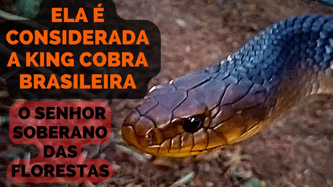 SURUCUCU-PICO-DE-JACA VIRA LANCHINHO PARA ESSA COBRA - MAIS INCRIVEL DE ...