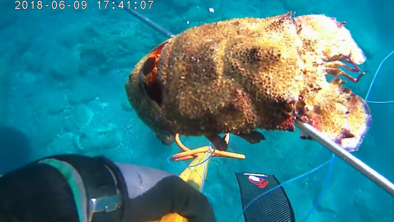 ψαροντουφεκο κολοχτυπα(Παπανικολής) spearfishing - YouTube