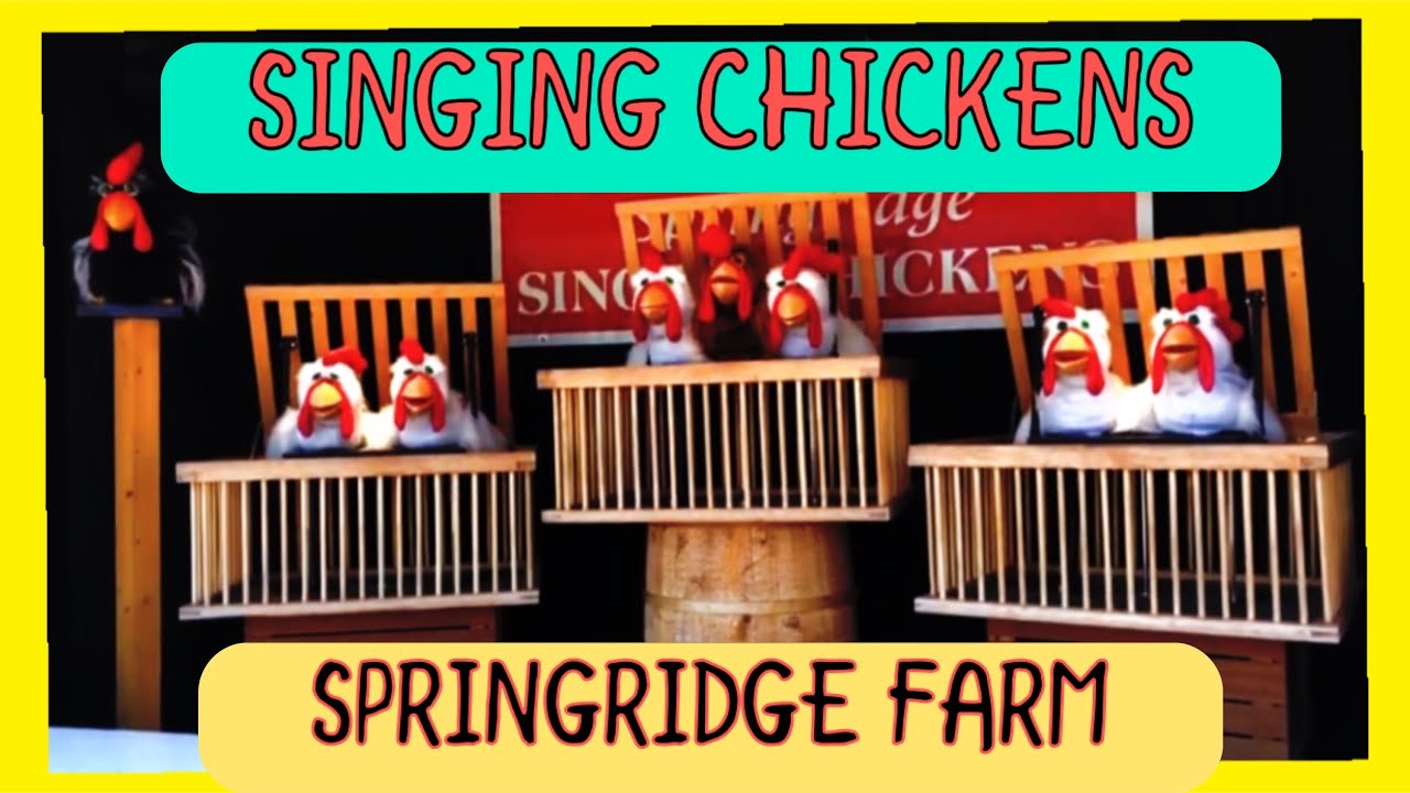 Springridge Farm Chickens Singing Song - YouTube
