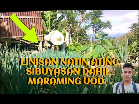 MALAPIT NA SANA MAHARVEST PERO MAY PESTE SA SIBUYAS MAY UOD SA LOOB NG ...