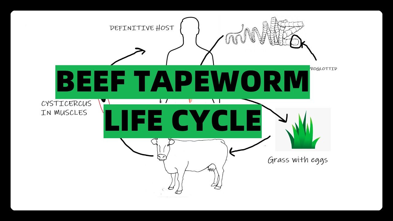 Beef tapeworm (taenia saginata) life cycle - YouTube