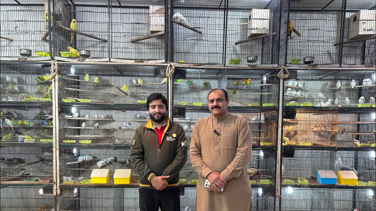 Multan Sunday Birds Market 25 January 2026 | multan birds market latest ...