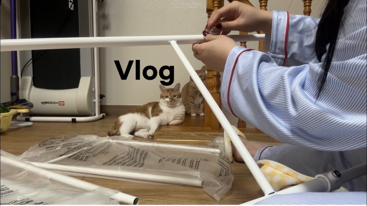 Vlog 고양이와 함께하는 취준생 브이로그 스파게티 스카가서 자격증 공부 행거 조립하는 자취생 Youtube