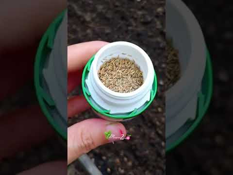 REVIEW BIBIT RUMPUT JEPANG | BIBIT RUMPUT | BIBIT RUMPUT