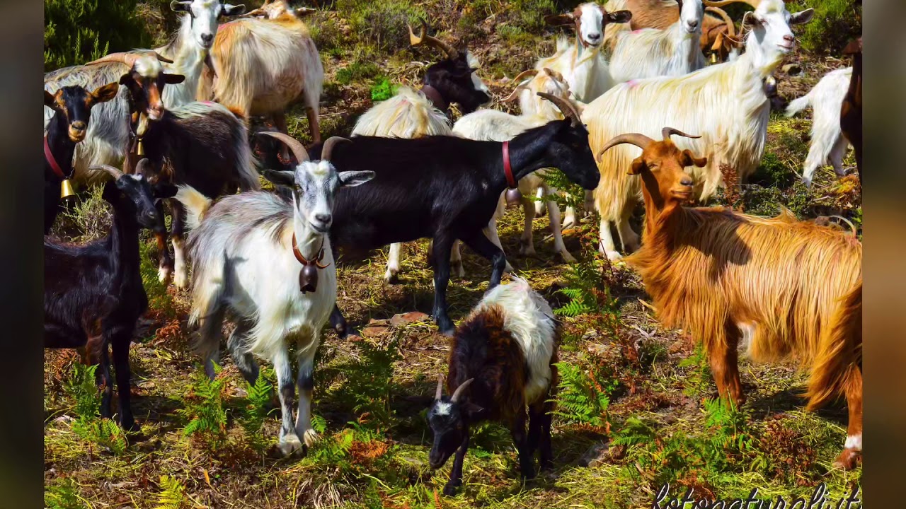 Pittorica Capra... Isola Sardegna... Rita Piredda et Massimo Sanna ...
