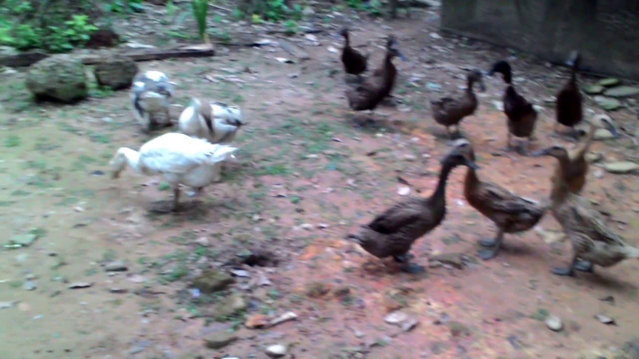 Ternak Entok , itik dan Angsa - YouTube