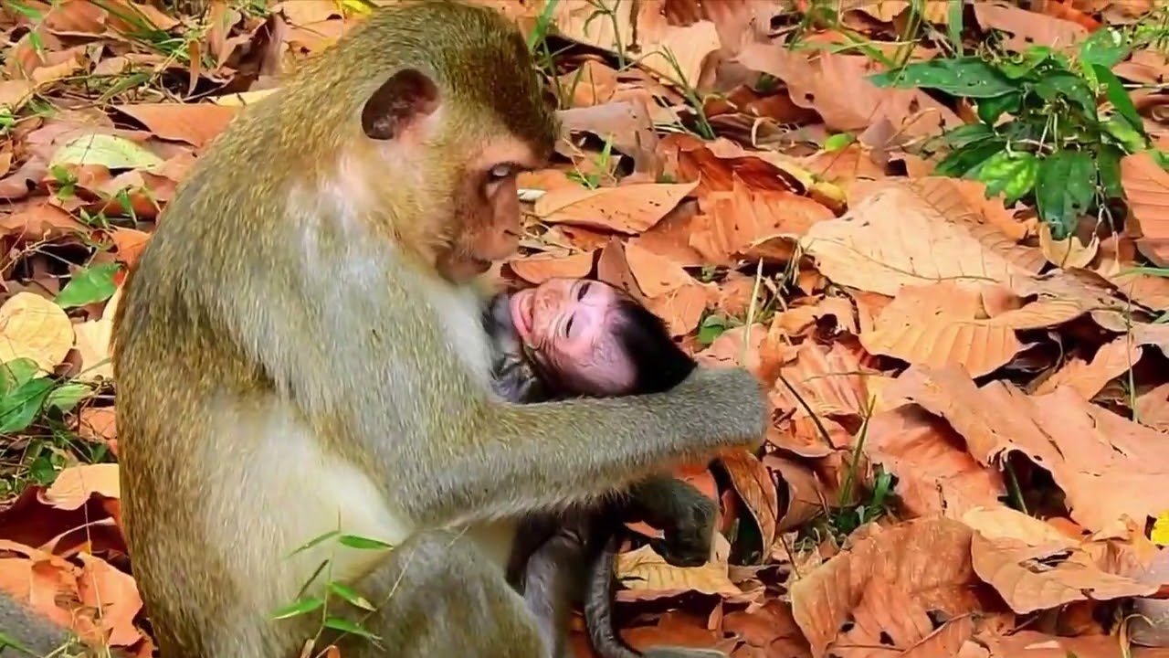 34 The Good, The Bad & The Ugly Compilations about monkeys - YouTube