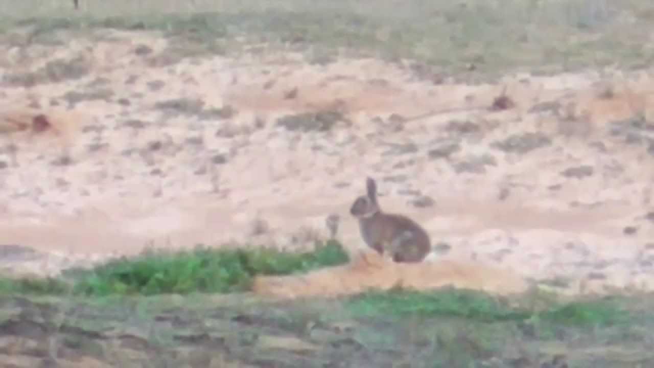 Long range rabbit shooting with the .223 - YouTube
