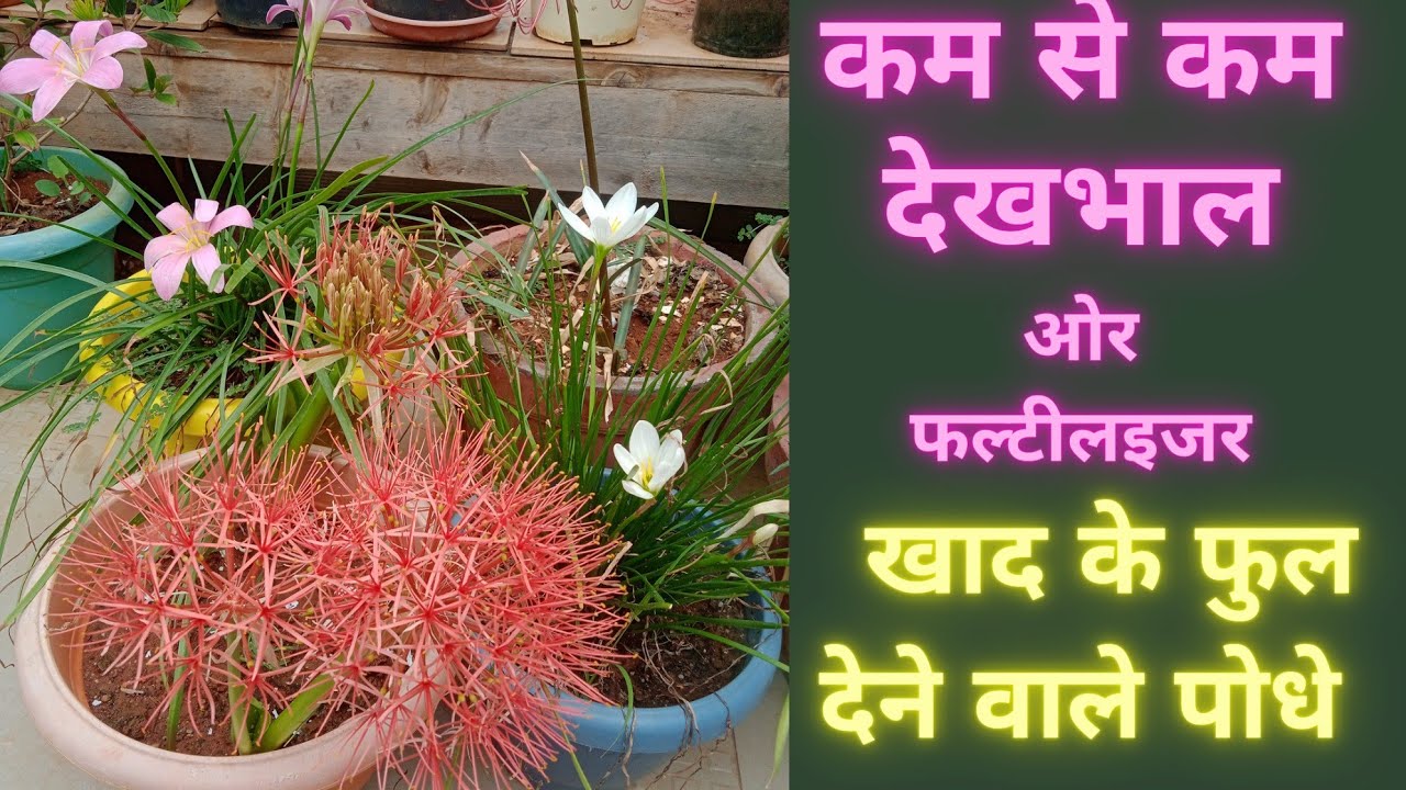 How to grow 3 types of lily plants 🌱 3 tarah ke phool wale bulb kam ...
