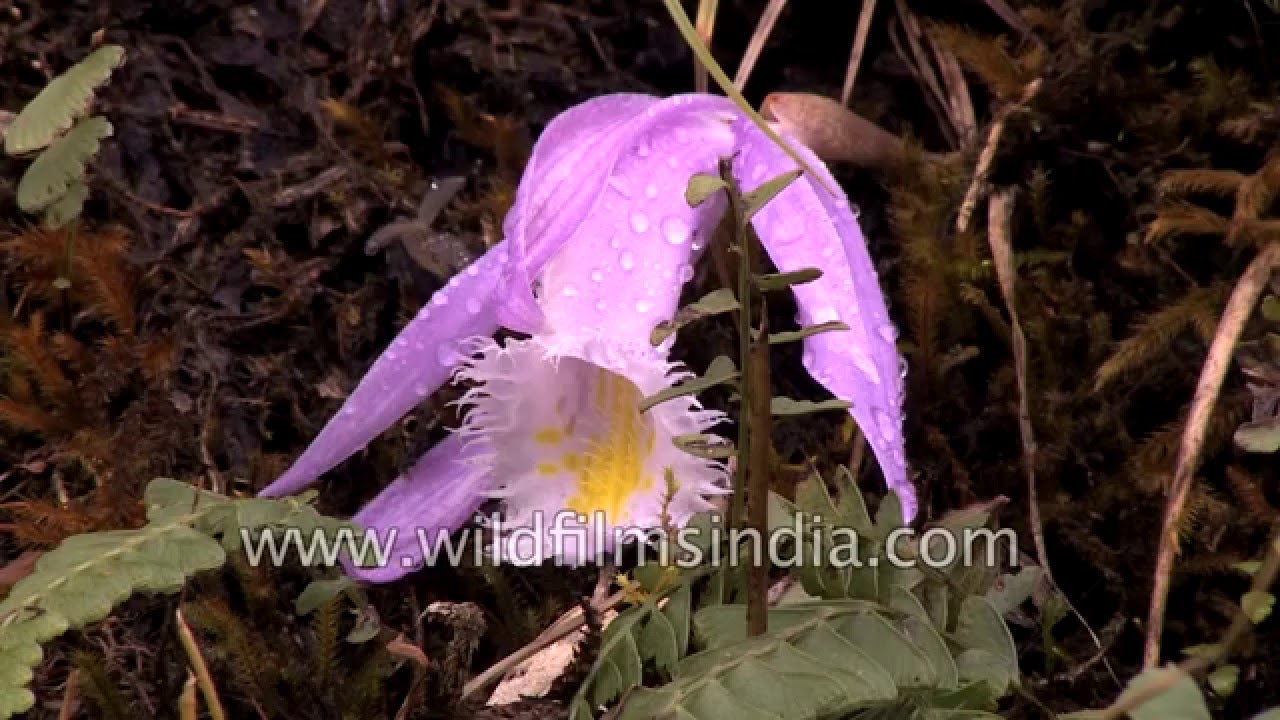 Beautiful high-altitude ground Orchid Pleione praecox in Sikkim - YouTube
