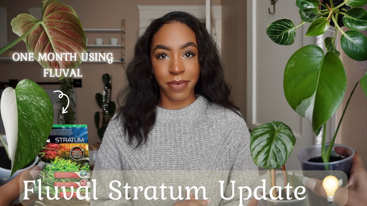 Fluval Stratum Update | how my houseplants are doing since switching to ...
