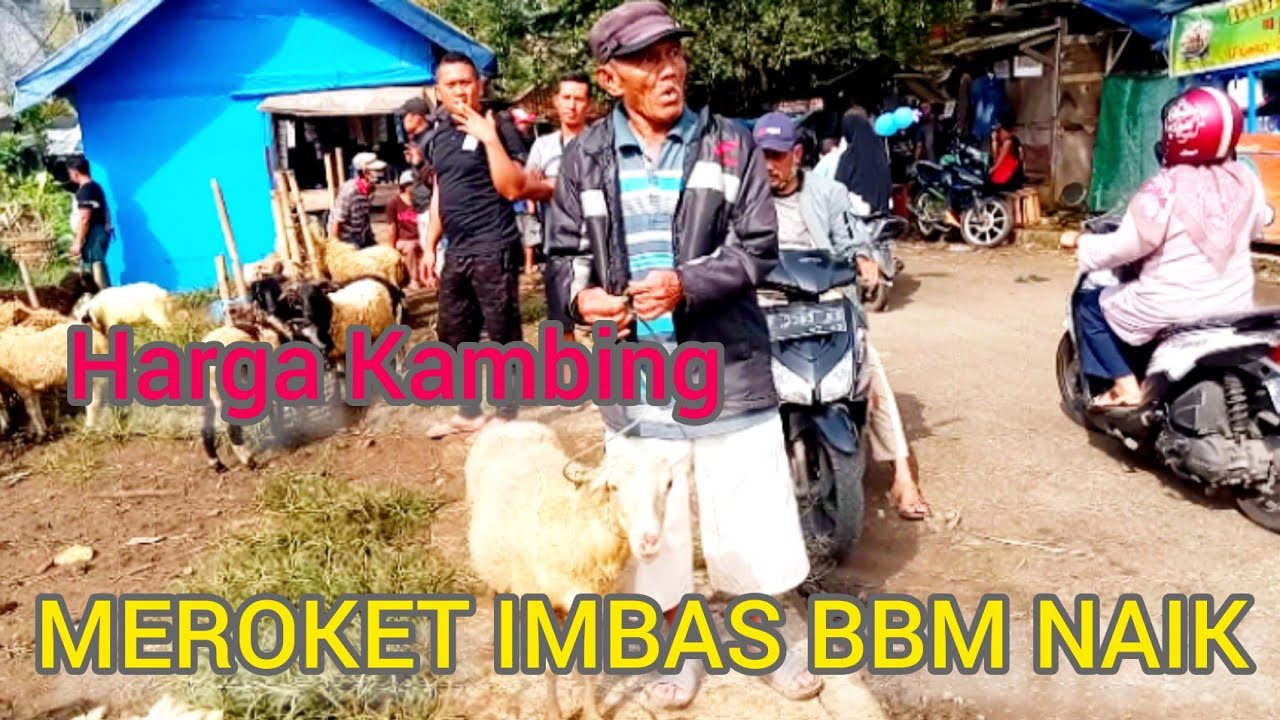 PASAR CIAMPEA BOGOR FESTIVAL KAMBING - YouTube