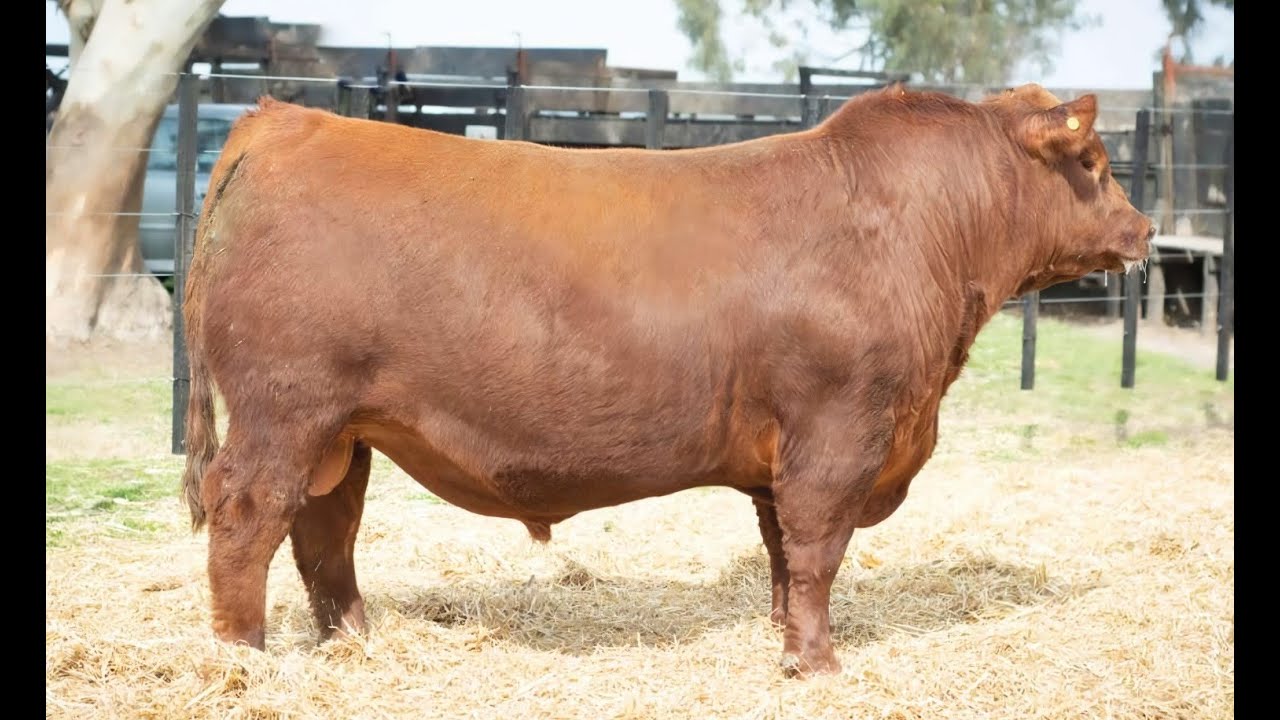 RED FIRE / ANGUS COLORADO - YouTube