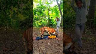 Tiger Attack a Boy in open Jungle 🐅 #84 #Vfx #tiger #wildlife #videos #viralvfx#leopard