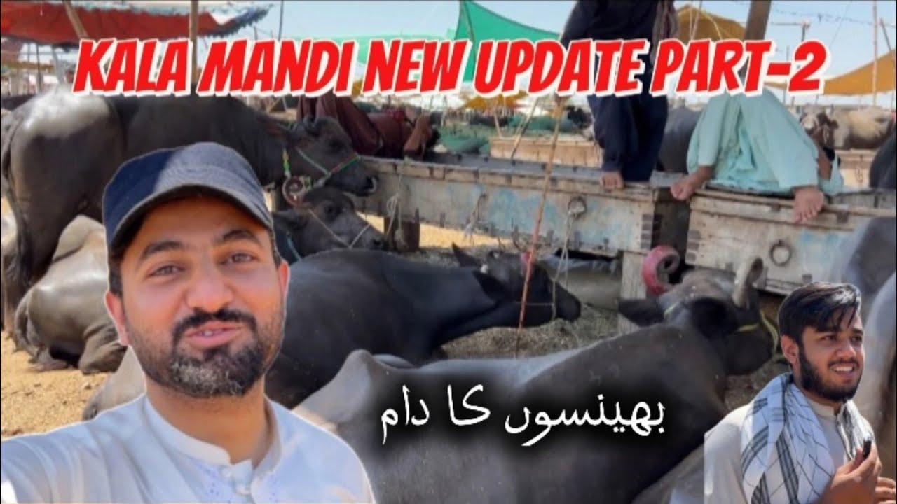 2024 Kala Mandi | Part-2 | Peshawar Maweshi mandi | Janwar mandi # ...
