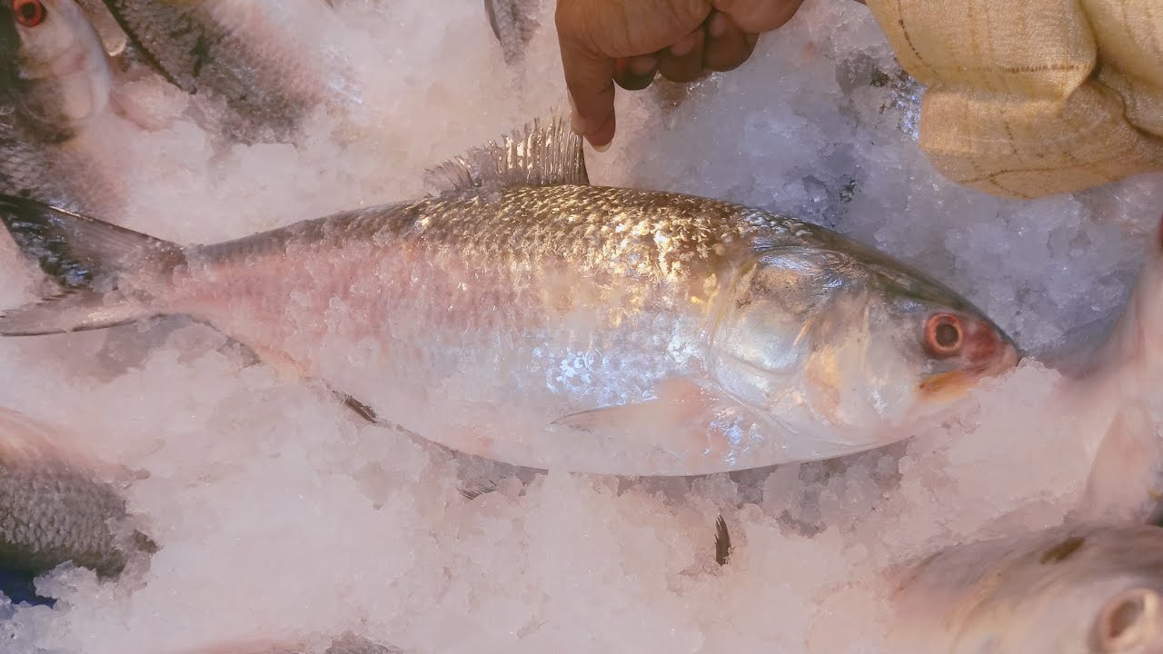 Big hilsa fish cutting skills | Beautiful hilsa fish cutting | Podma ...