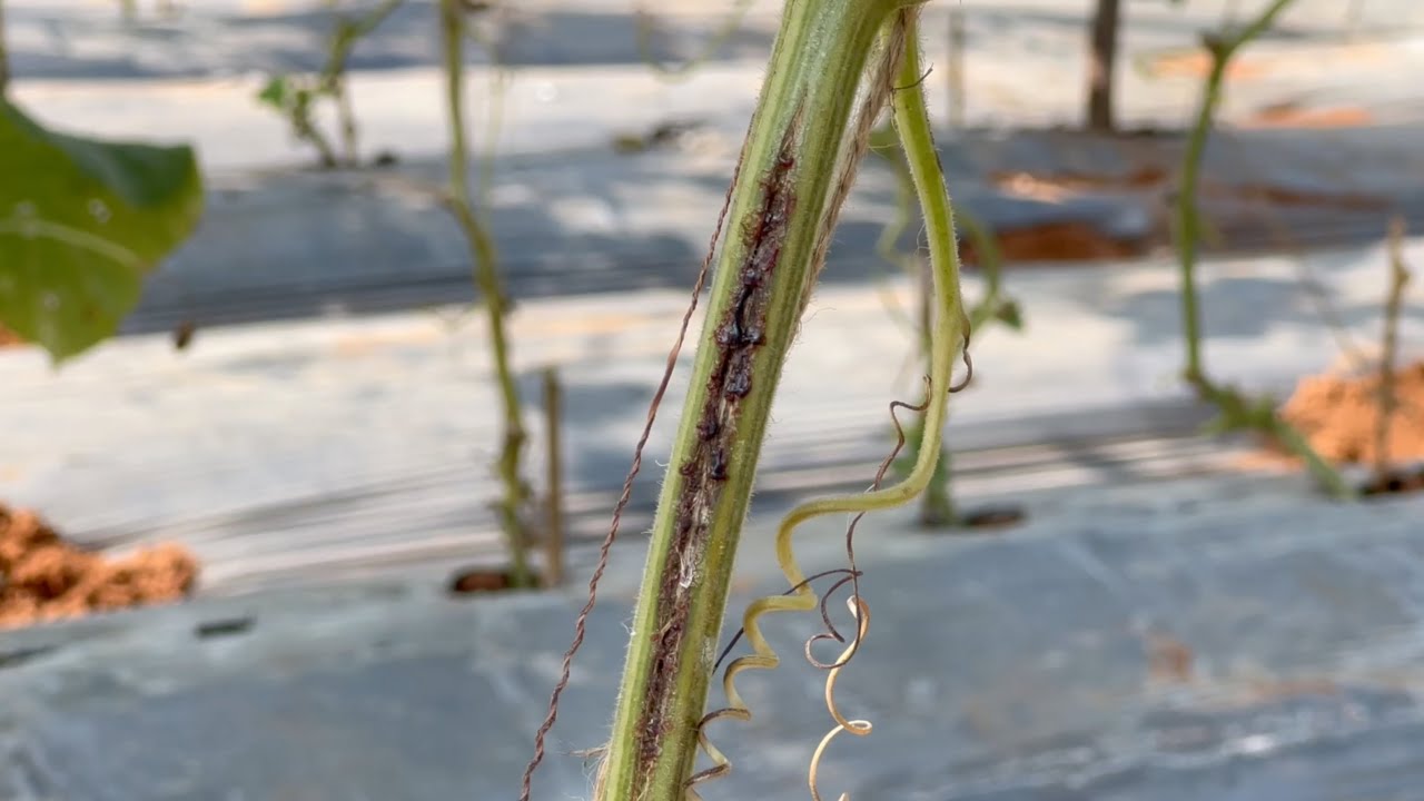 Gummy Stem Blight In Cucurbits | Fungal Disease & Management | Farming ...