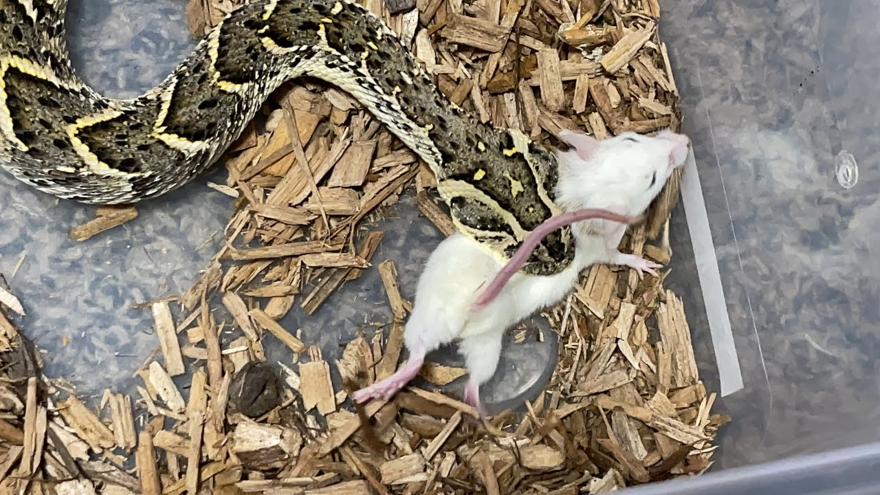 Merry Christmas venomous snakes biting rats!!!! - YouTube