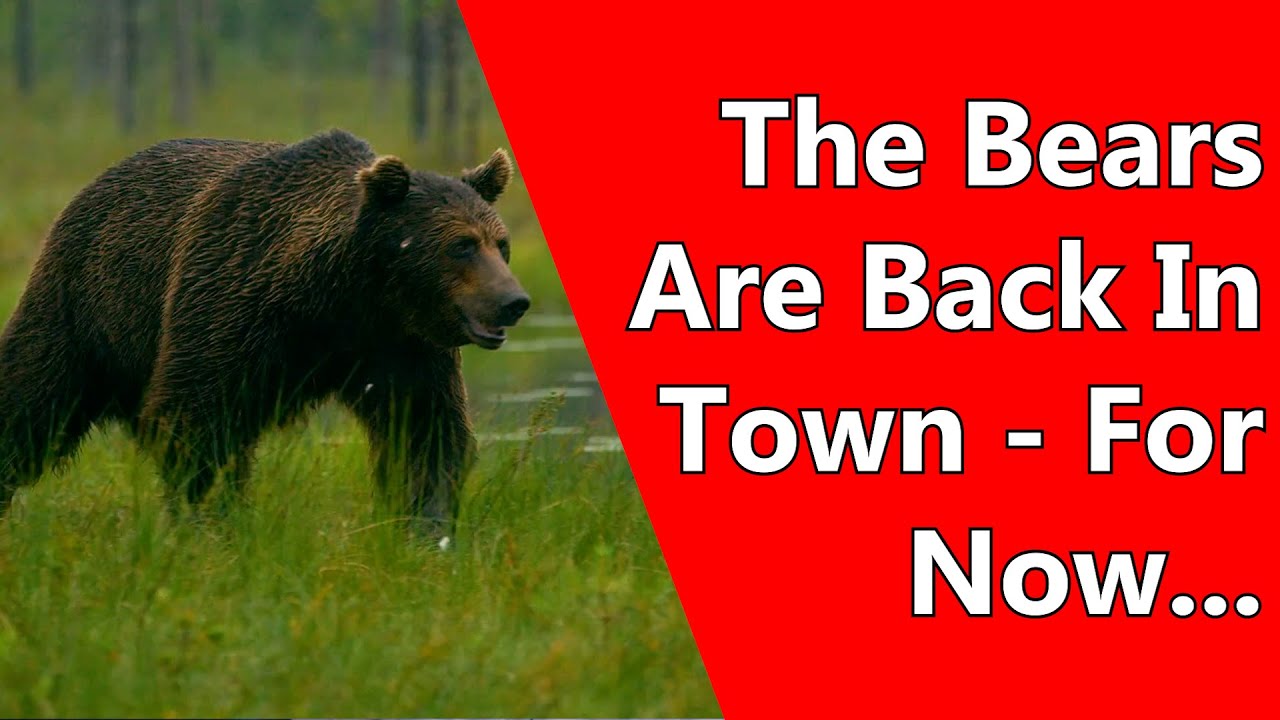 The Bears Are Back In Town - For Now... - YouTube