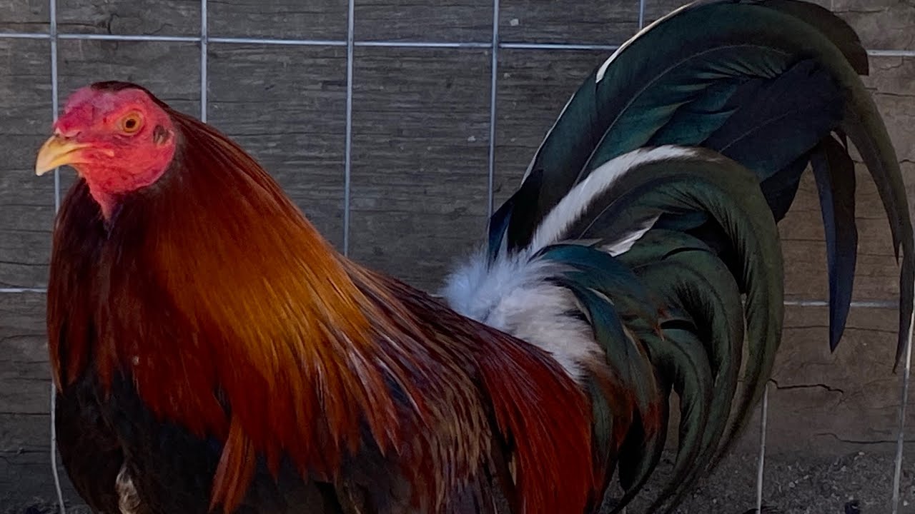 Top Roosters in the World - YouTube