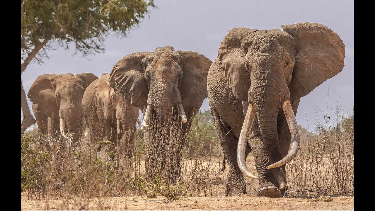 Super Tusker Elephants: Saving the last of Africa’s great megafauna ...