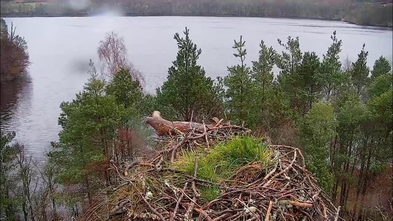 Live osprey nest camera at Loch of the Lowes Wildlife Reserve - YouTube
