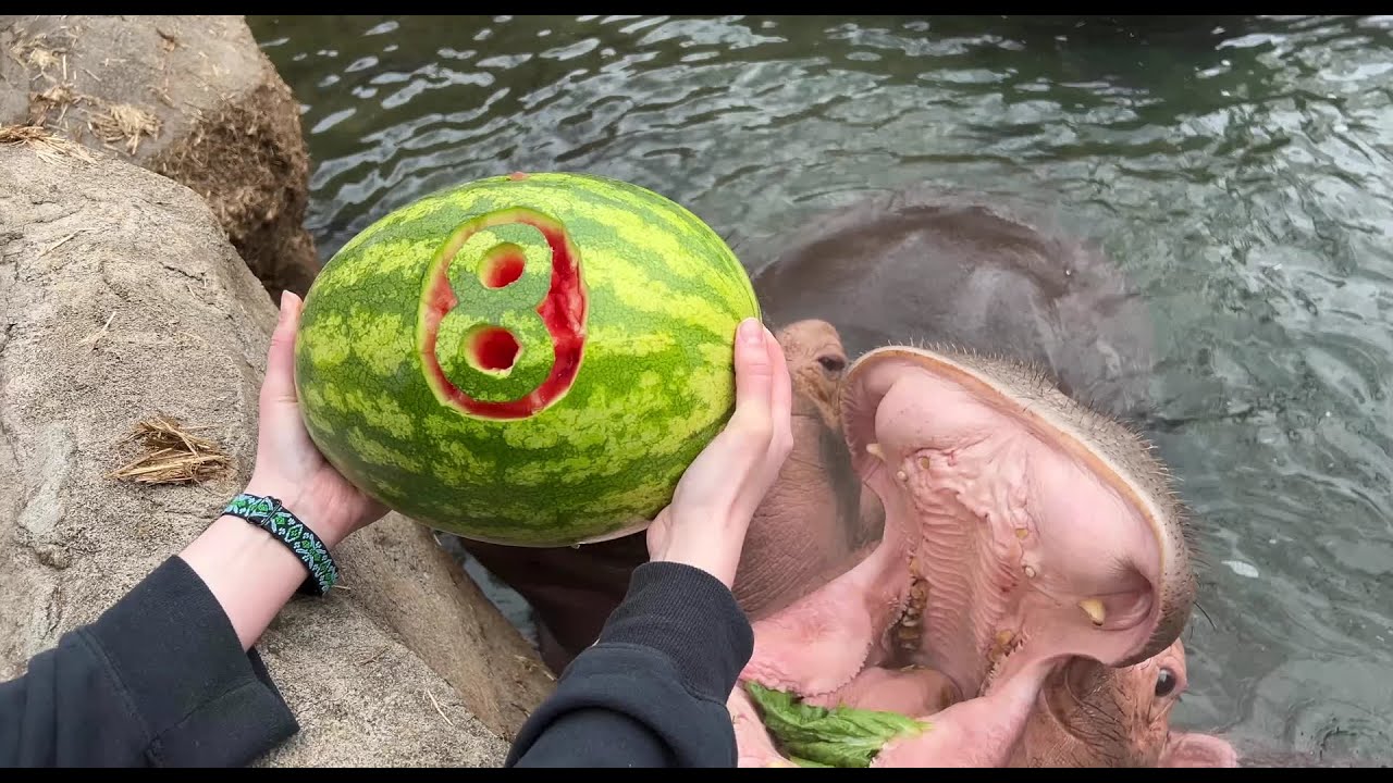 Fiona the hippo enjoys a treat for her birthday - YouTube