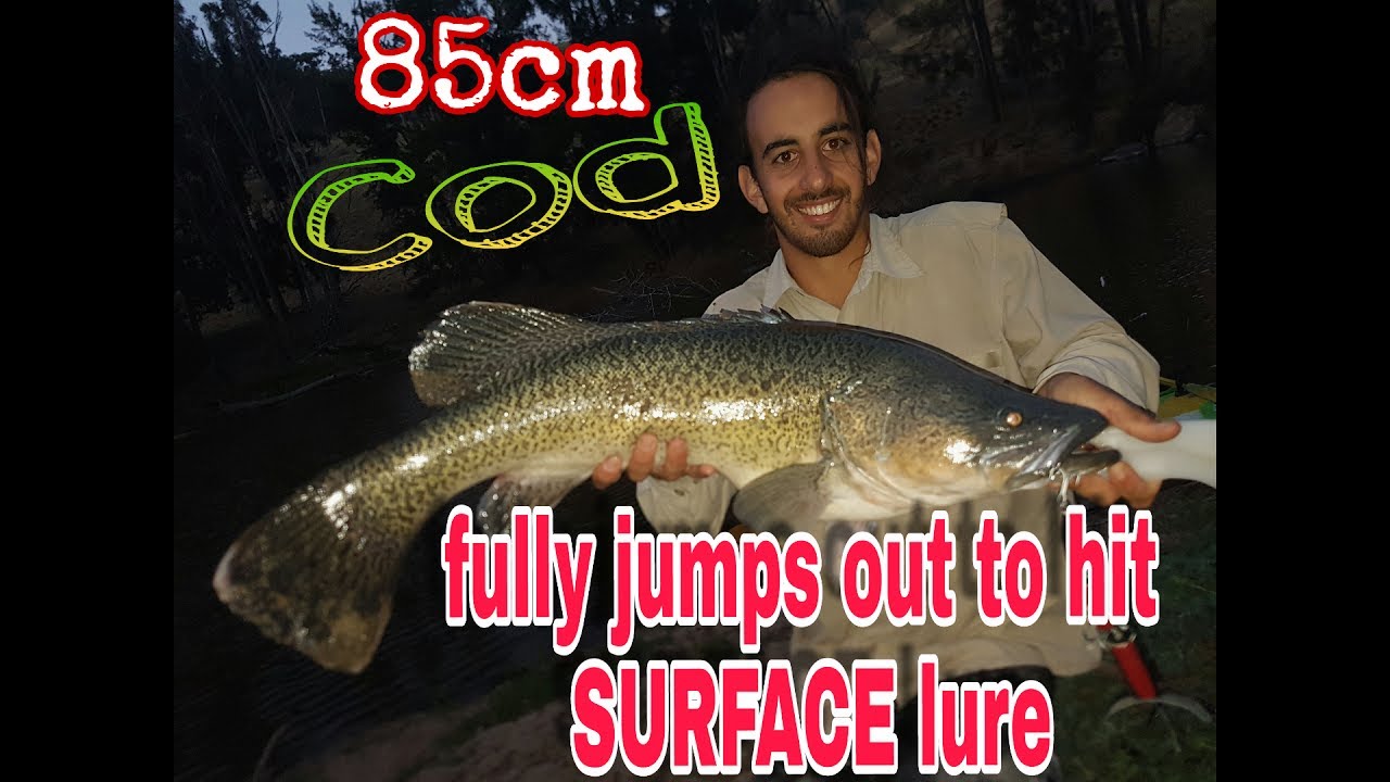 85cm COD FULLY JUMPS out of water to hit lure - YouTube