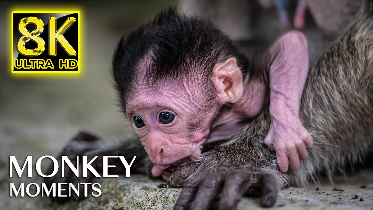 Best Monkey Moments in 8K TV HDR 60FPS ULTRA HD - Relax Music with Real ...