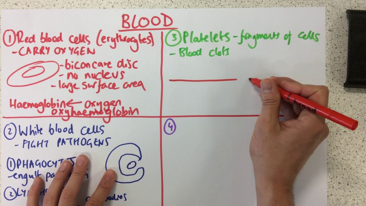 Blood - p61 (Foundation p59) - YouTube