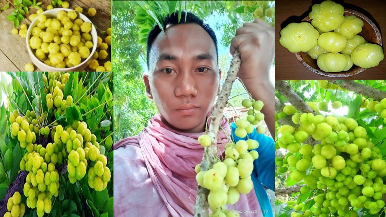 Kakaibang Prutas "Sour Goose Berry" o Bangkiling sa Hiligaynon...Ano ...