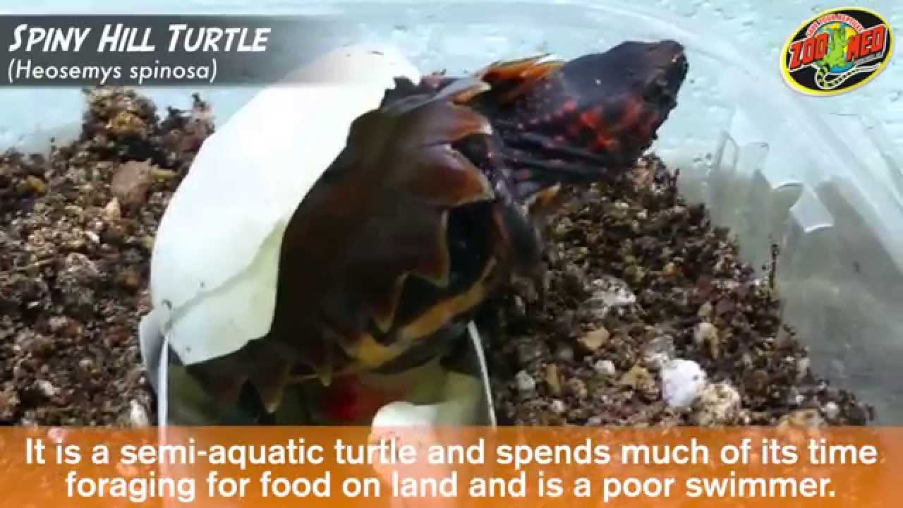 Spiny Hill Turtle First Steps - YouTube