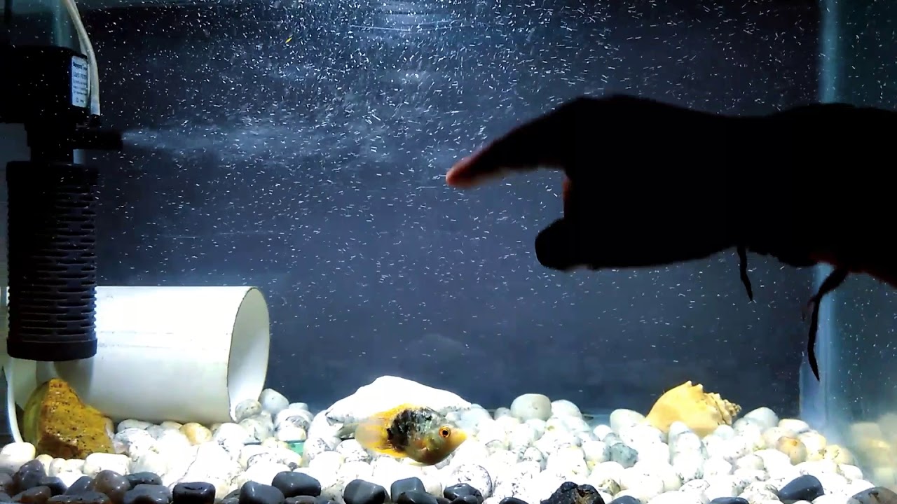 My Short body Flowerhorn aka Kirin parrot - YouTube