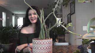 Pickle Plant (Senecio stapeliiformis)