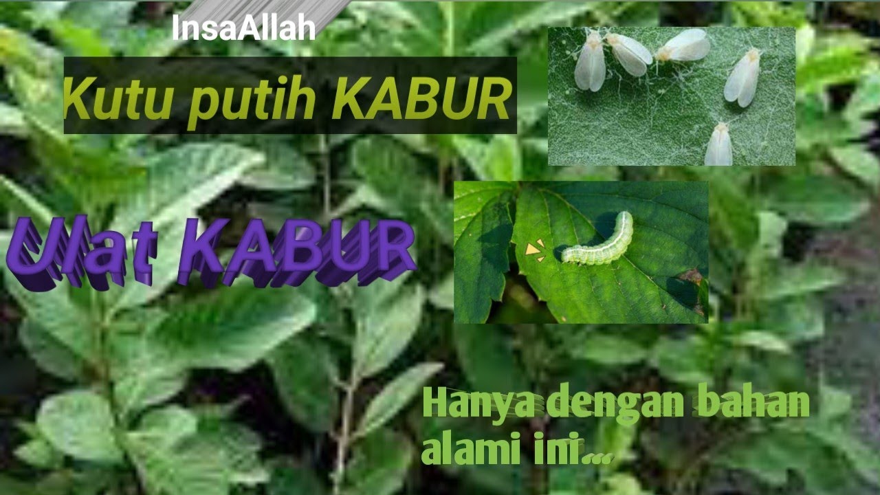 Cara alami membuat ramuan untuk hama kutu putih dan ulat - YouTube