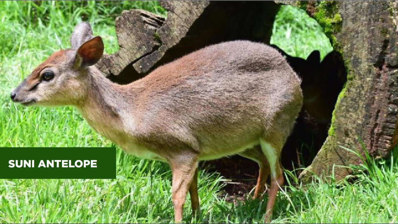 SUNI ANTELOPE - YouTube