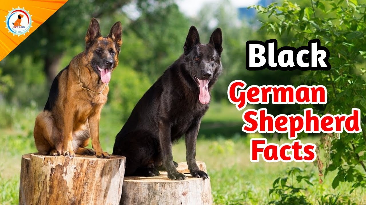 German Shepherd Black Mix