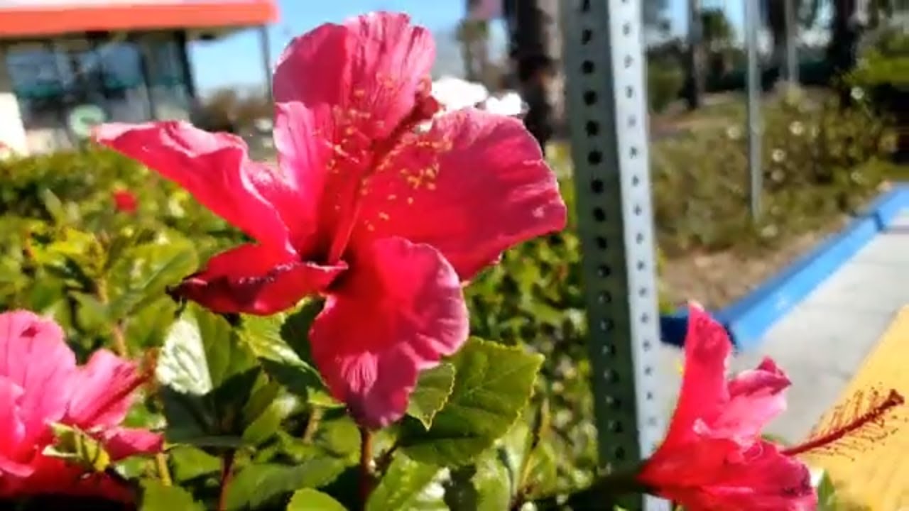 Beautiful Curbside Plants and Flowers In Various Places - YouTube