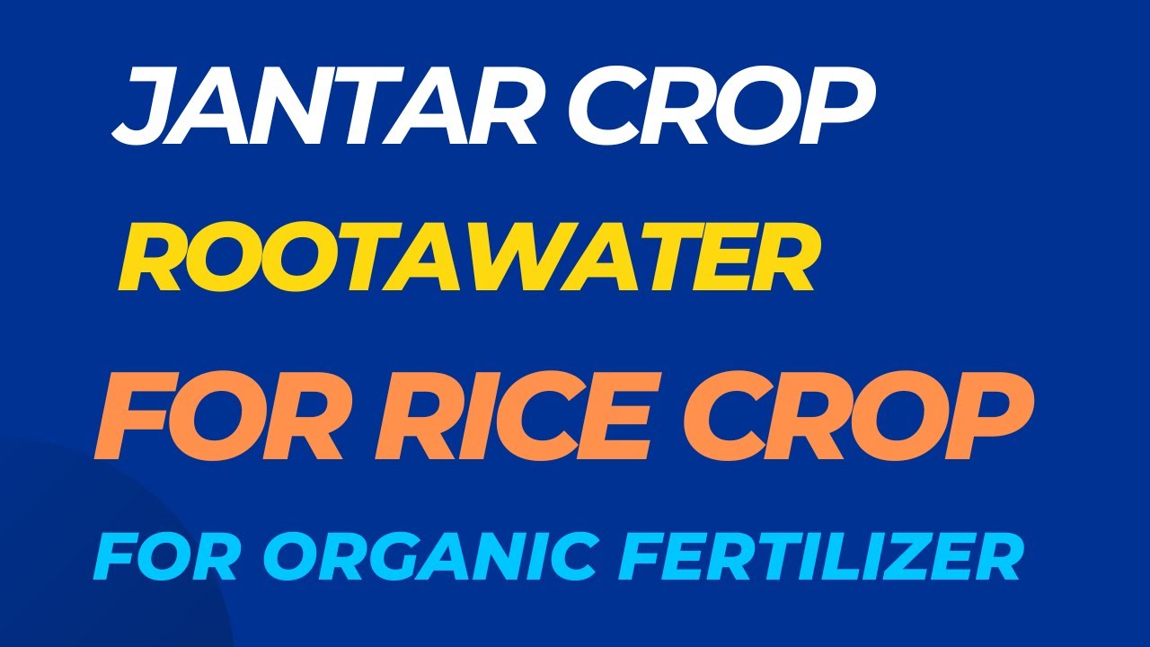 Jantar Crop Rootawater for Rice Crop (Organic Fertilizer) - YouTube