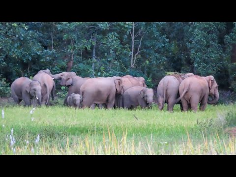 Hathi ka dard hai bada Janwar se hamesha Bach ke rahana chahie - YouTube