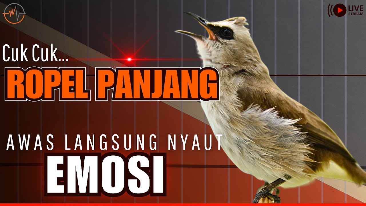 Masteran Trucukan Gacor ROPEL PANJANG Ampuh Untuk Pancingan Trucuk Agar ...