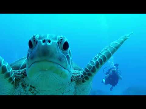 Sea Turtle Compilation - YouTube